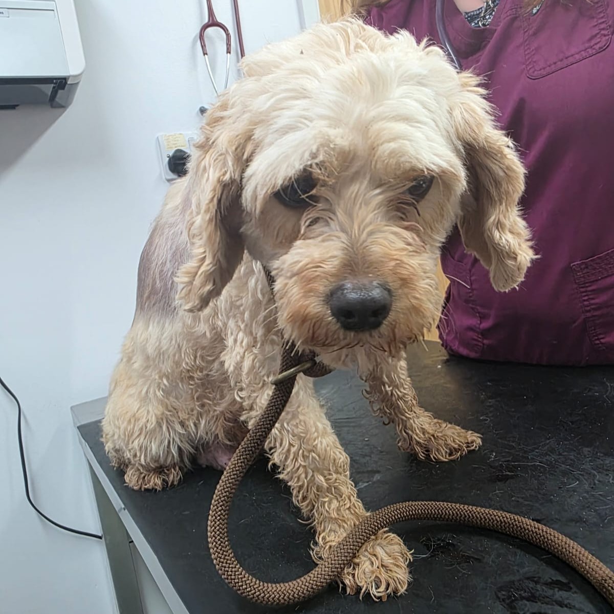 Dogs Friends Charity | DOGS FOR ADOPTION